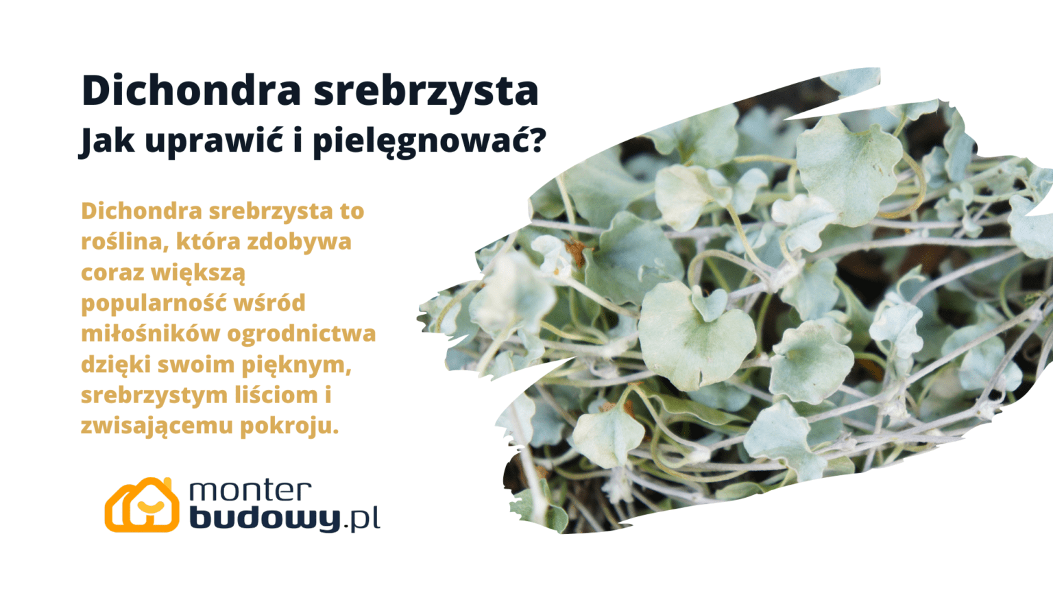 Dichondra srebrzysta jak uprawić i pielęgnować? - MonterBudowy.pl